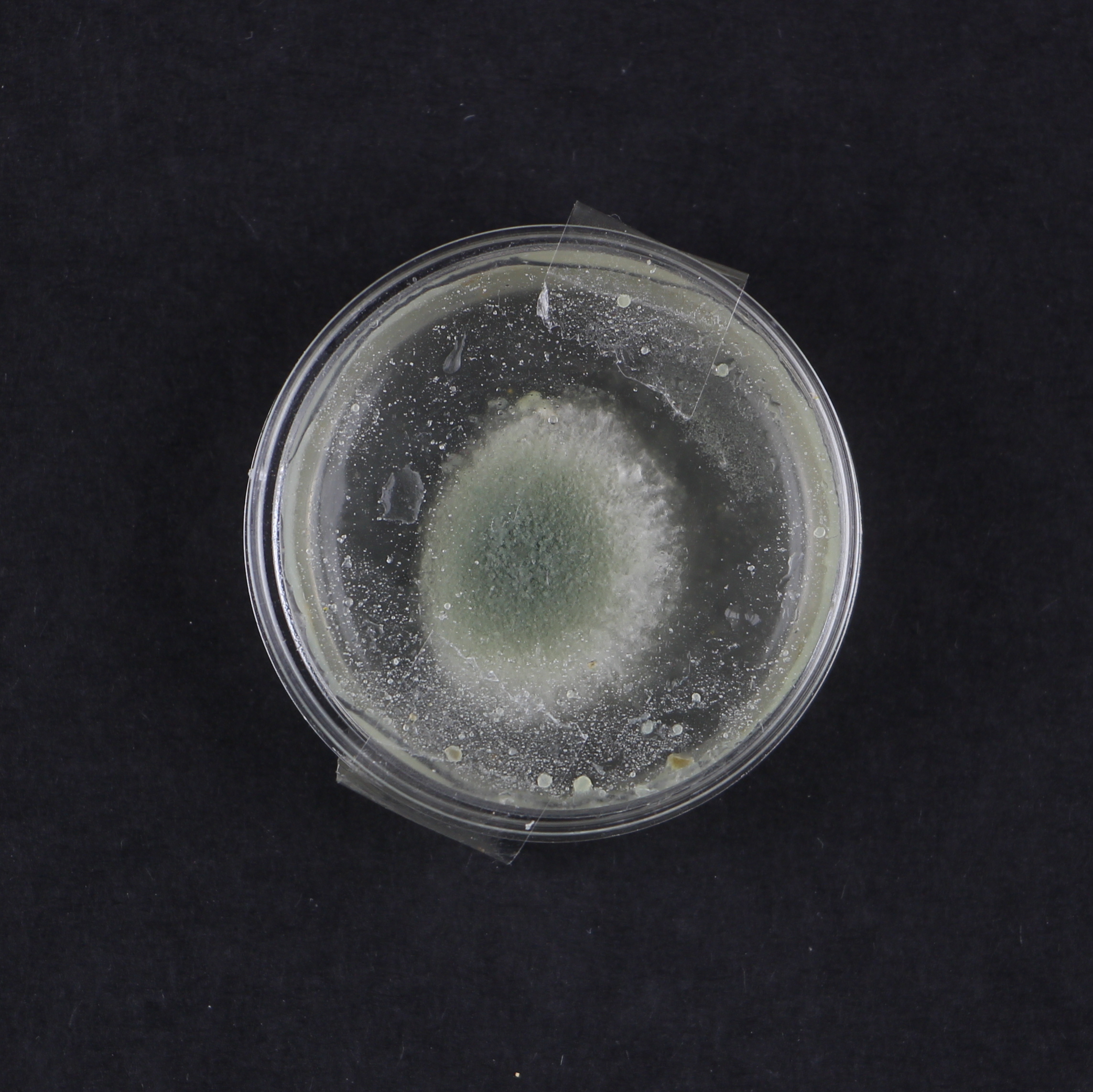 Probiotic Textiles – Microbial Mood